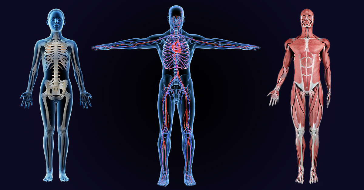 Where Are Mesenchymal Stem Cells (MSCs) Found in the Body? - Celltex ...